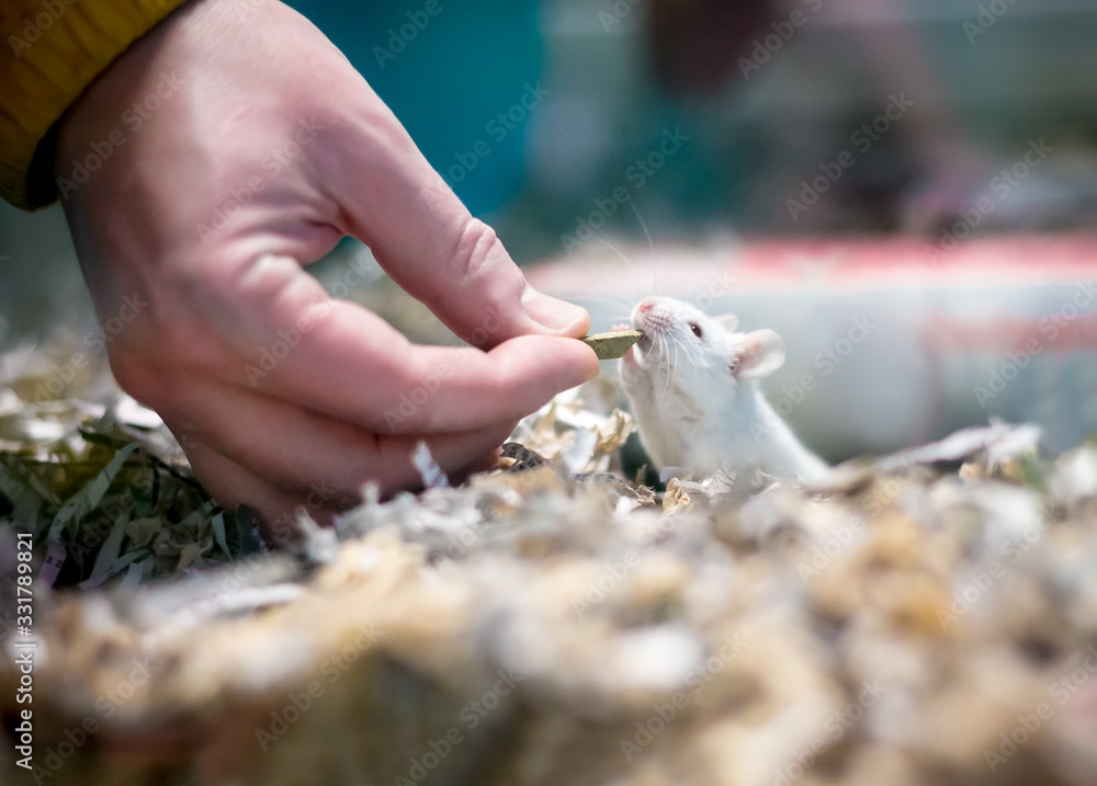 A white pet mouse in a cage full of shredded paper, receiving a treat ...