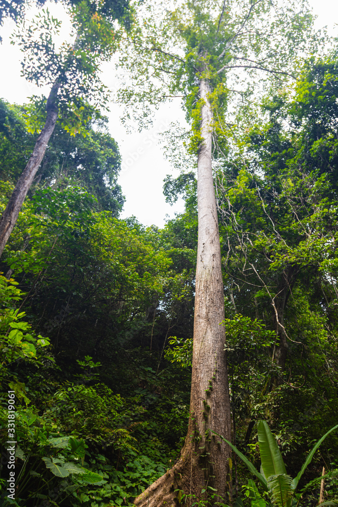 A huge tropical rainforest tree in the jungle of Borneo. Dipterocarpus ...