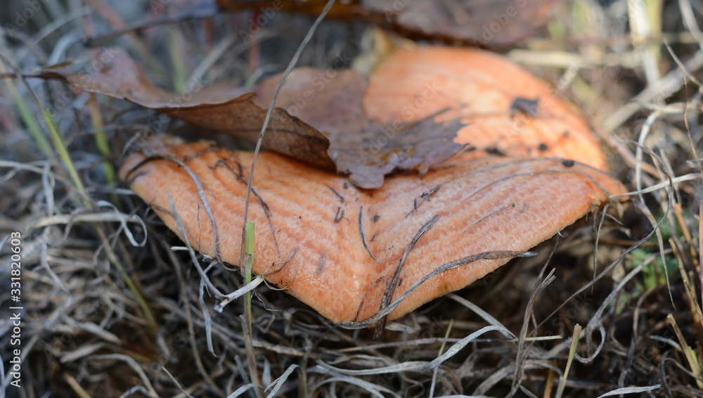 Saffron milk cap (Lactarius deliciosus) mushroom. Fall season. Mushroom ...