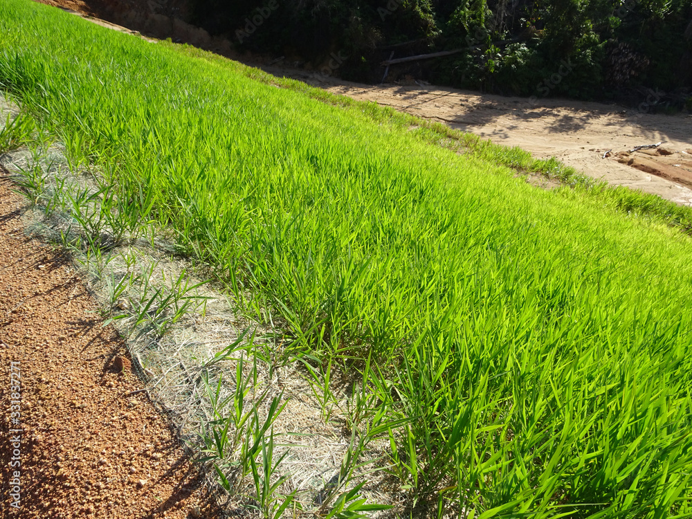 The grass is planted to prevent erosion of the soil slope. It is grown ...