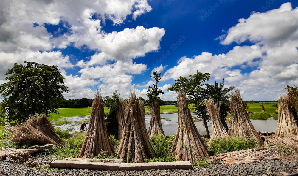 Blue sky has met the green jute field. Bunch of jute stick has been ...