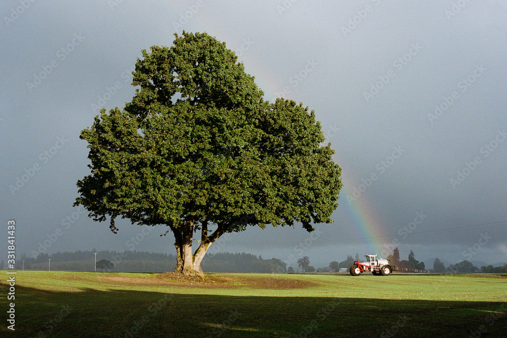 Rainbow behind an oak tree on a farm Stock Photo | Adobe Stock