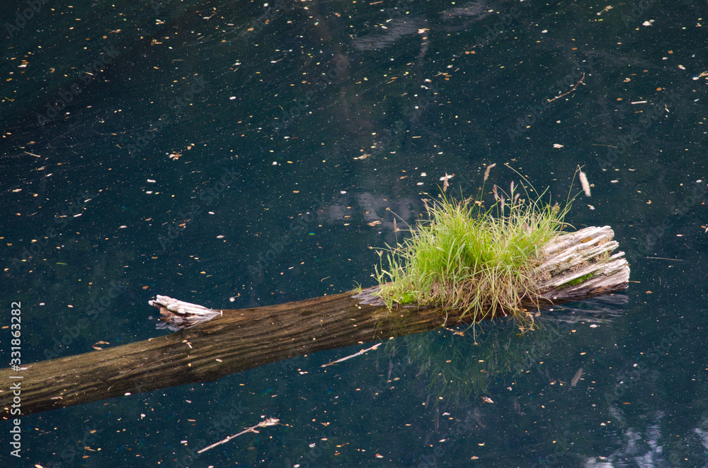 Trunk of dead tree floating in the Arco Iris lagoon. Stock Photo ...