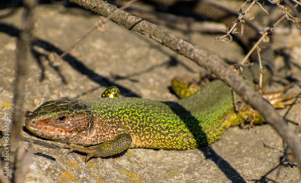 Big green lizard (Lacerta viridis) lying on rotting tree, Palava Hills ...