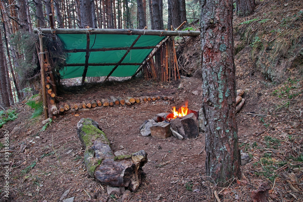 Bushcraft shelter built in the middle of a pine tree forest. Wooden ...