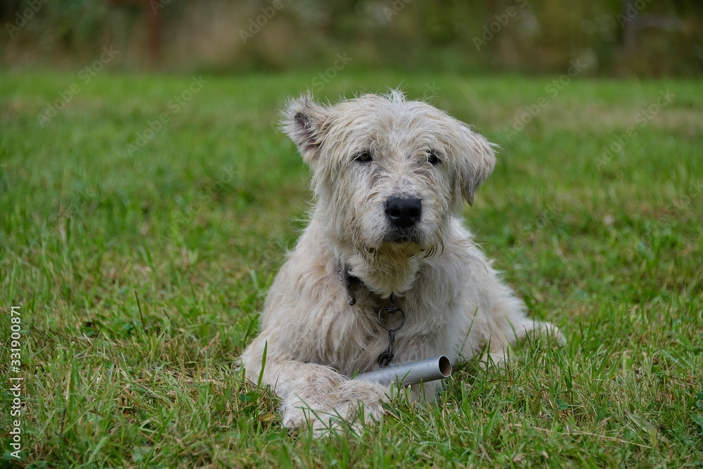 What Is A Romanian Shepherd Dog