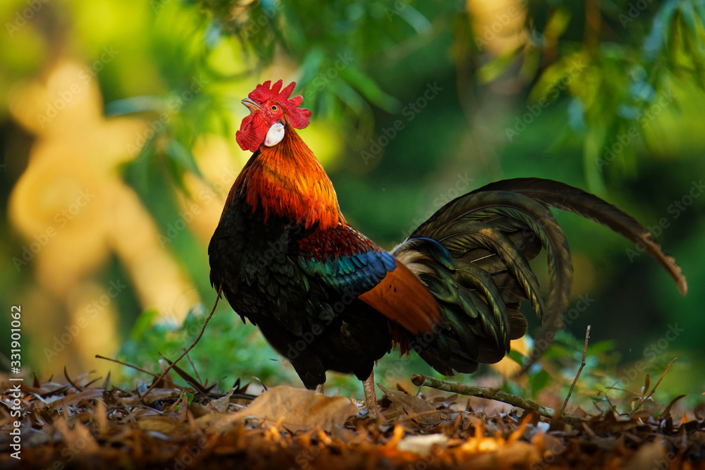 Red Junglefowl - Gallus gallus tropical bird in the family Phasianidae ...