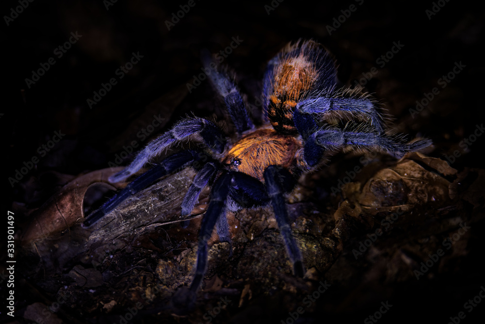 Costa Rican Suntiger Tarantula - Davus ruficeps is a species of spiders ...