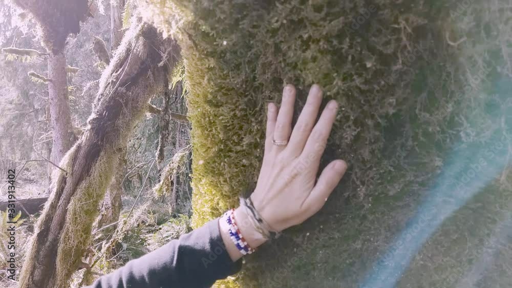 Shaman woman rubbing her hands down the side of a moss covered maple ...