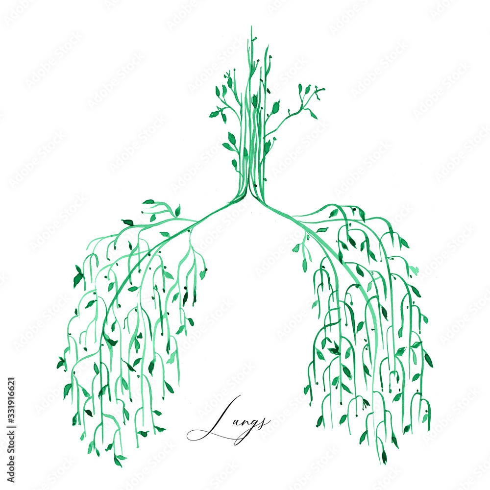 Lungs and flower clipart. Lungs anatomy, Bronchial tree watercolor ...