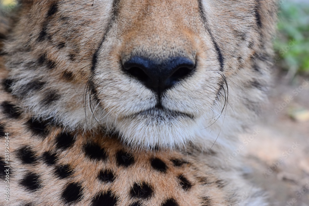 Skin patterns on Cheetah's face Stock Photo | Adobe Stock