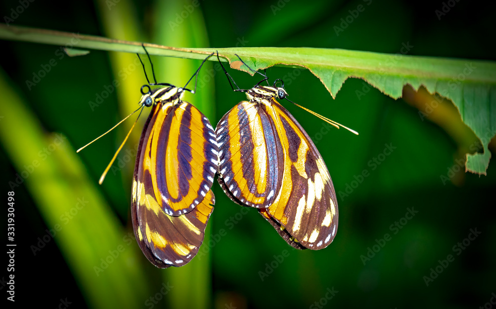 Wildlife, Spring, Insect - Two butterflies of the cowslip-dice ...