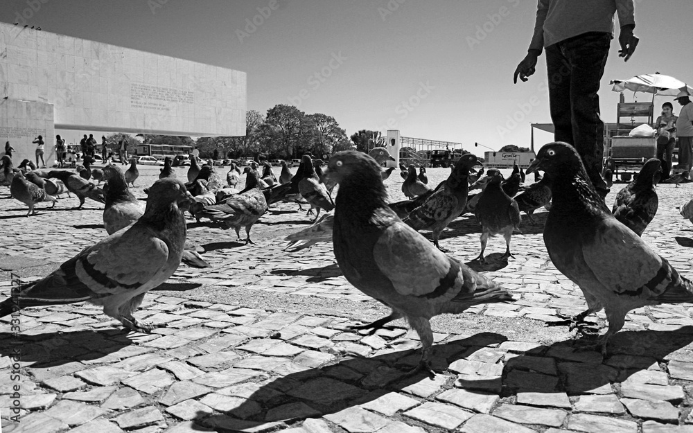 Pombos no chão da Praça dos Três Poderes em Brasília, Brasil Stock ...