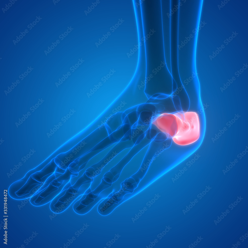 Human Skeleton System Calcaneus Bone Joints Anatomy Stock Illustration ...