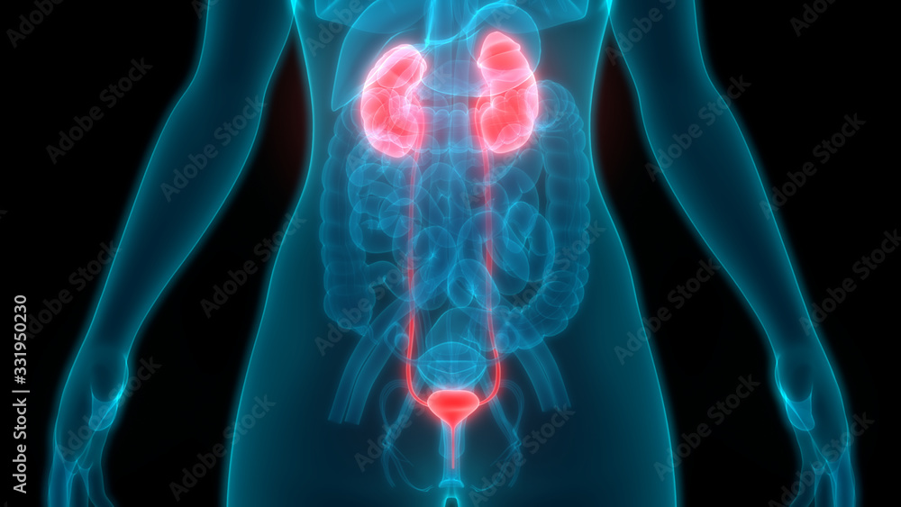 Human Urinary System Kidneys with Bladder Anatomy Stock Illustration ...