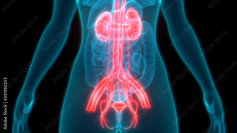Human Urinary System Kidneys with Bladder Anatomy ilustração do Stock ...