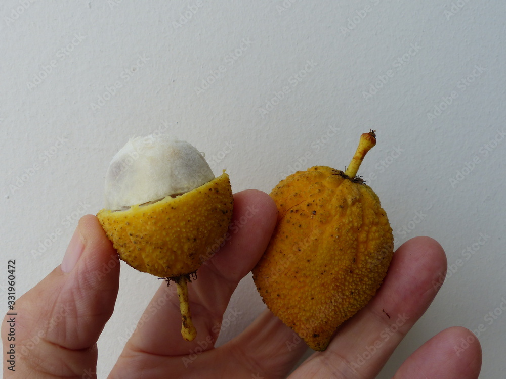 Platonia insignis, the sole species of the genus Platonia, is a tree of ...