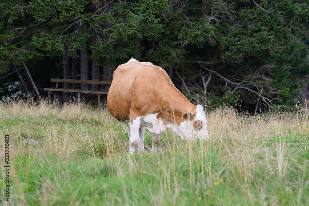 Glückliche Kuh. Wunderschöne Kuh steht frei auf der Almweide Stock Photo | Adobe Stock