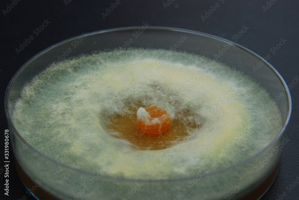 Trichoderma viride culture grown on PDA nutrient medium, 28 days after ...