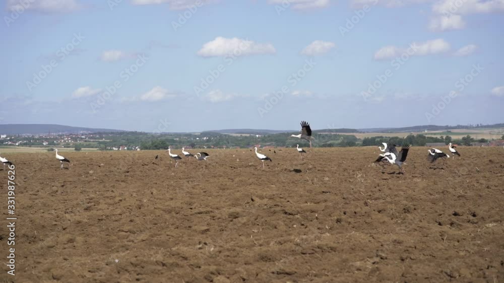 Flock of birds in flight over the harvested field. White stork. Flying ...