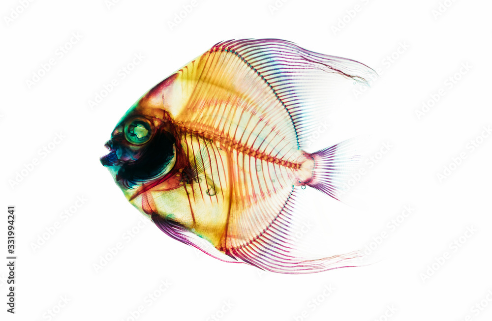 Fossil prehistoric deep ocean fish skeleton isolated on the white ...