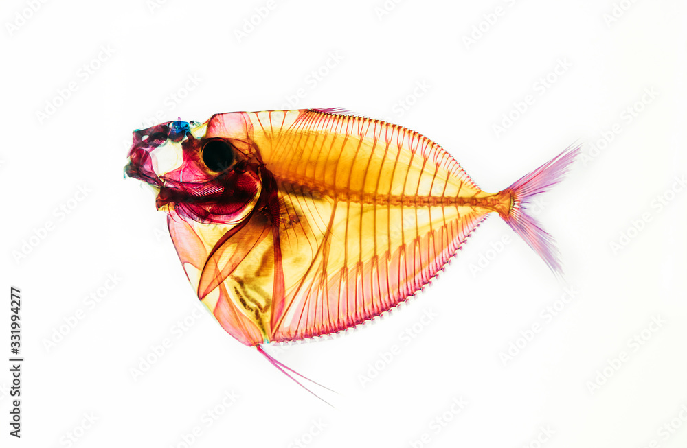 Fossil prehistoric deep ocean fish skeleton isolated on the white ...