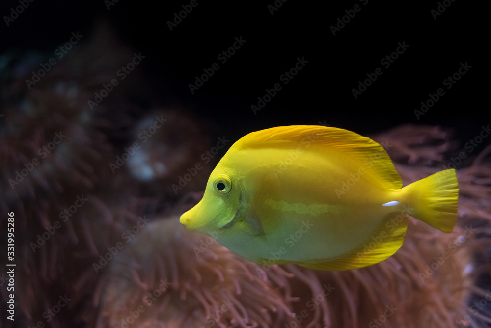 The yellow tang fish (Zebrasoma flavescens) are beautiful saltwater ...