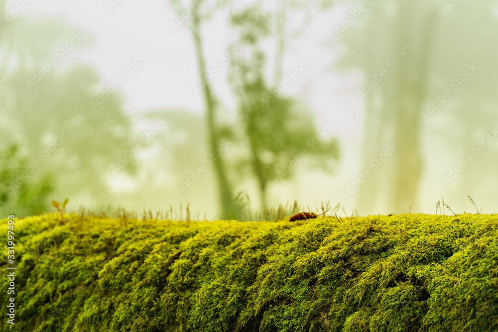 green moss on bark tree in forest. foggy trees on background. damp ...
