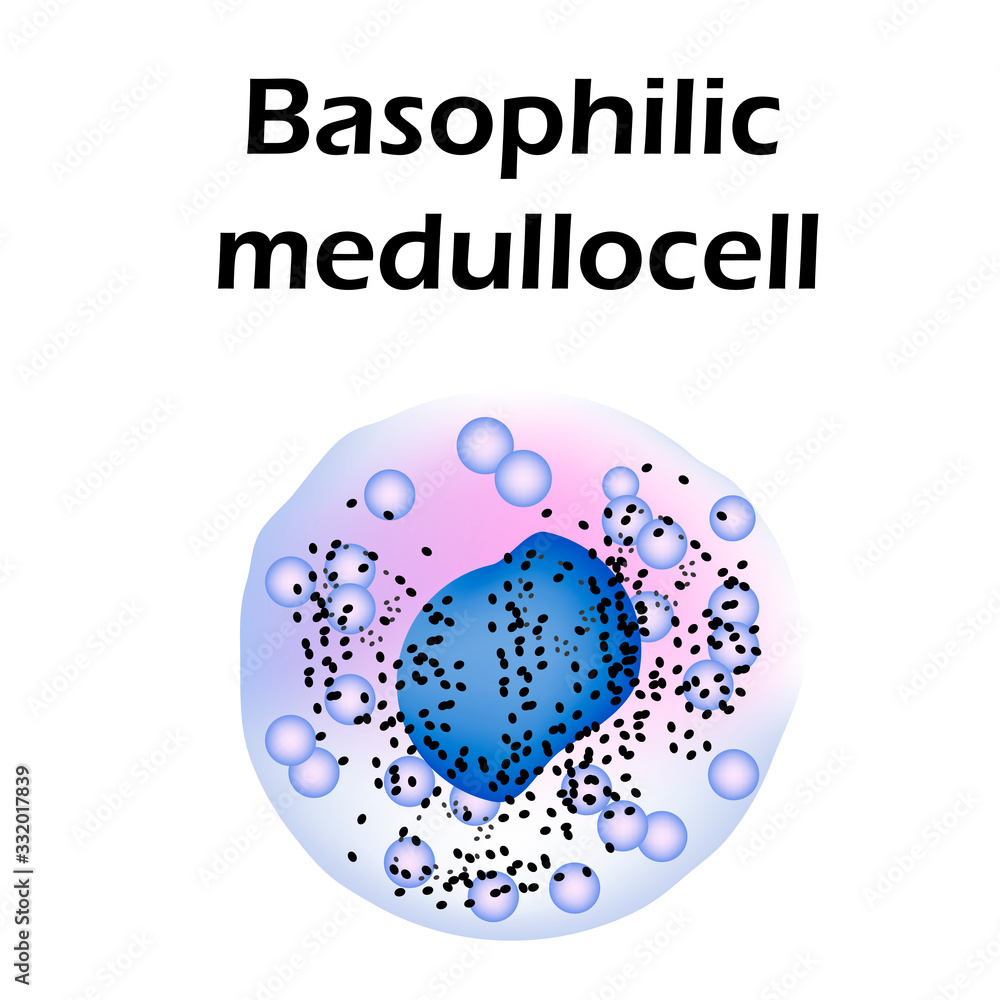 Vetor de Basophils structure. Basophils blood cells. Medullocell. White ...