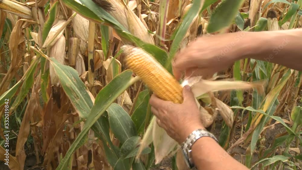 natural, corn cob, industrial, growing plant, corn on the cob, agronomy ...