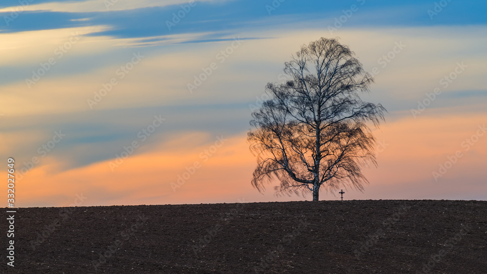 Alone birch tree silhouette in wind on blue sky background with red ...