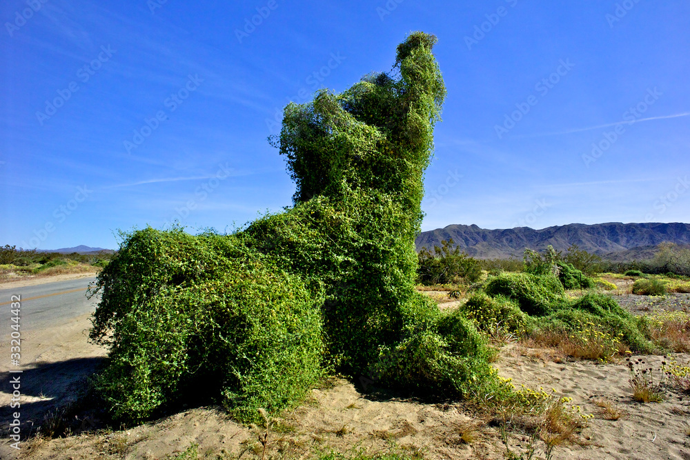 Wild desert cucumber engulfs joshua tree and creosote bushes to forms ...