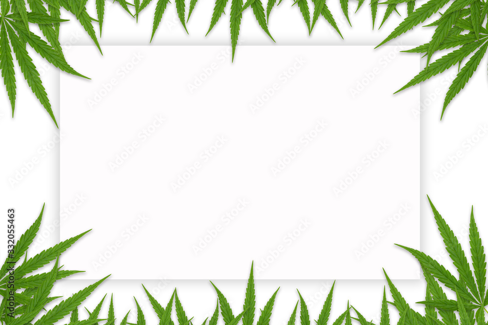 Frame with Cannabis leaves. Background with marijuana isolated on white ...