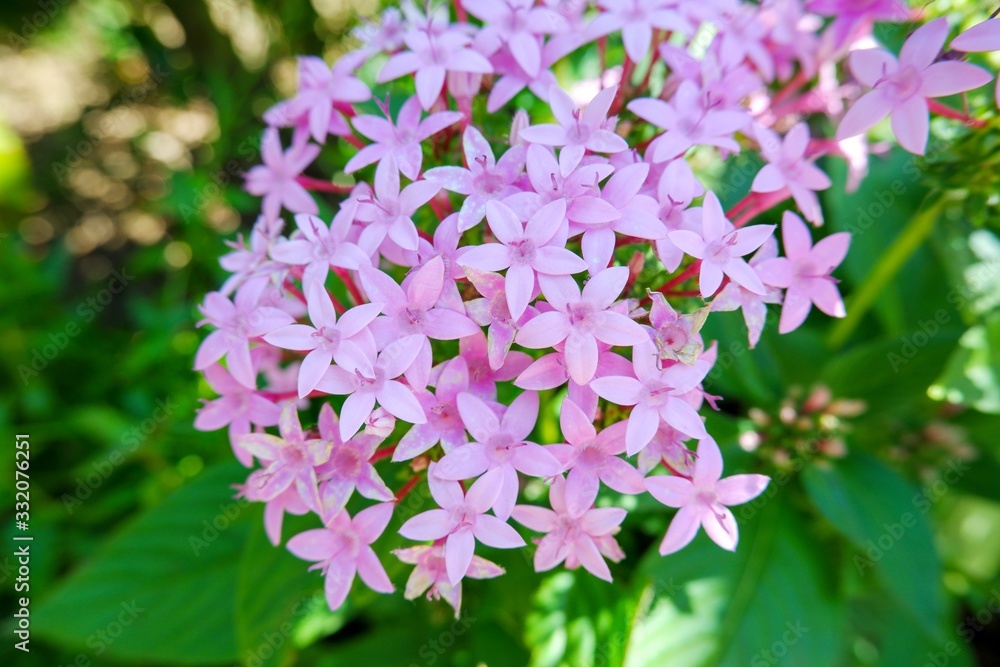 The pink flowers is commonly named star flower, star cluster or ...