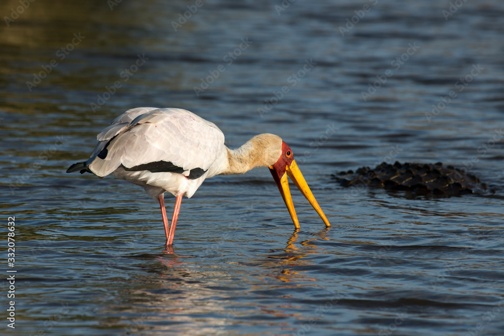 Tantale ibis, Mycteria ibis, Yellow billed Stork, Crocodile du Nil ...