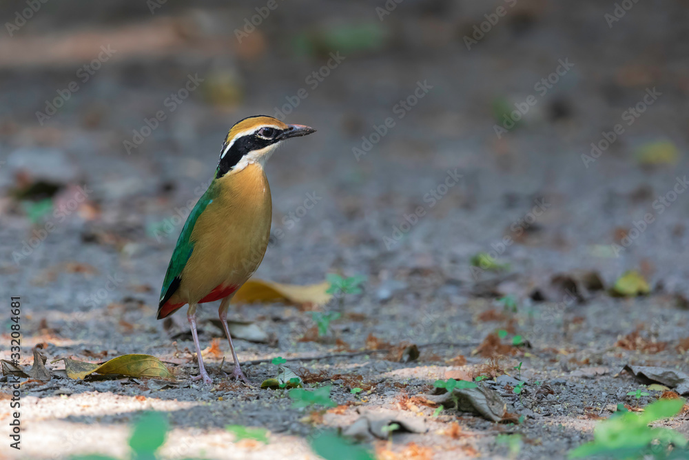 Indian Pitta (Pitta brachyura) Its’ beautiful plumage colour beguiles ...