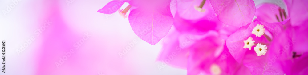 Nature of flower in garden using as cover page background natural flora ...