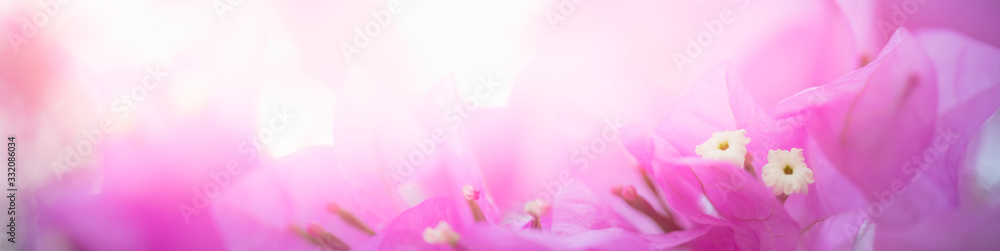 Nature of flower in garden using as cover page background natural flora ...