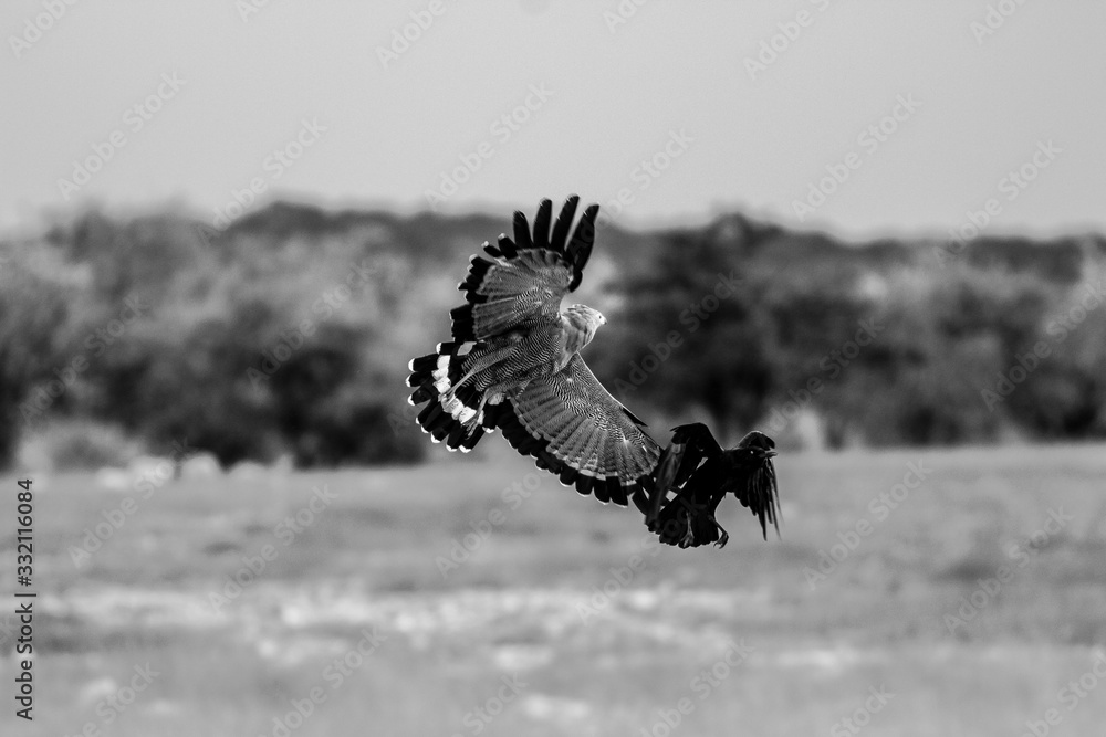 affriacn harrier hawk fight with a black raven black and white Stock ...