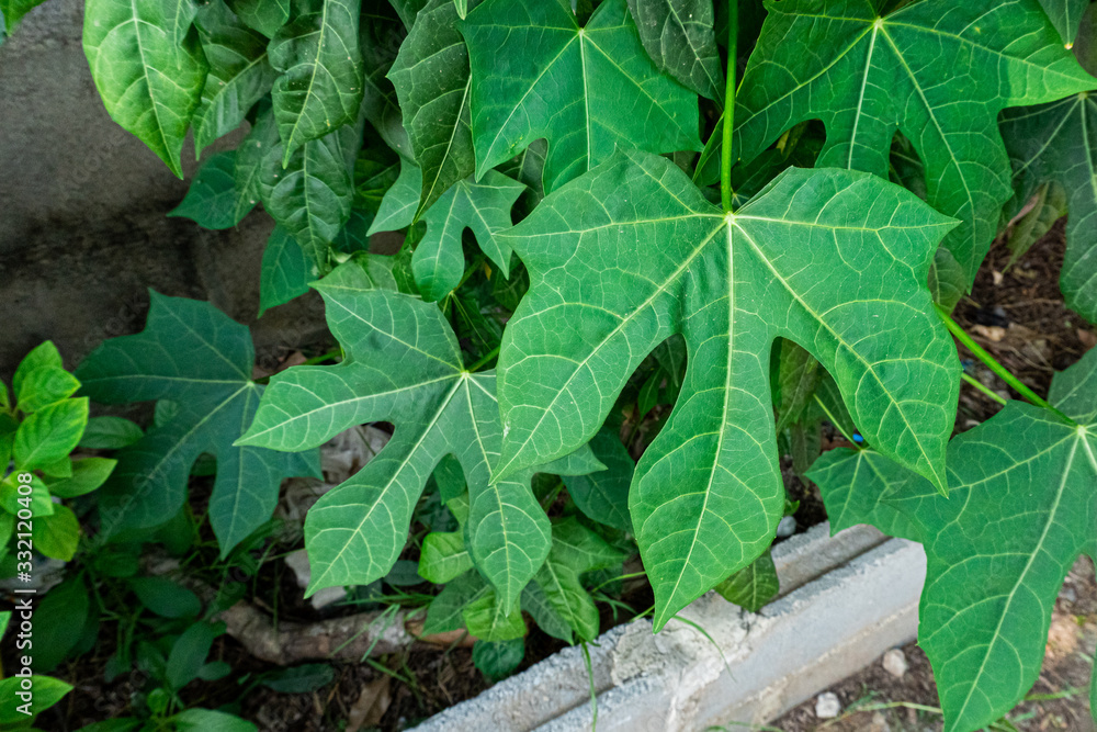 Cnidoscolus aconitifolius,chaya tree,tree spinach Stock Photo | Adobe Stock