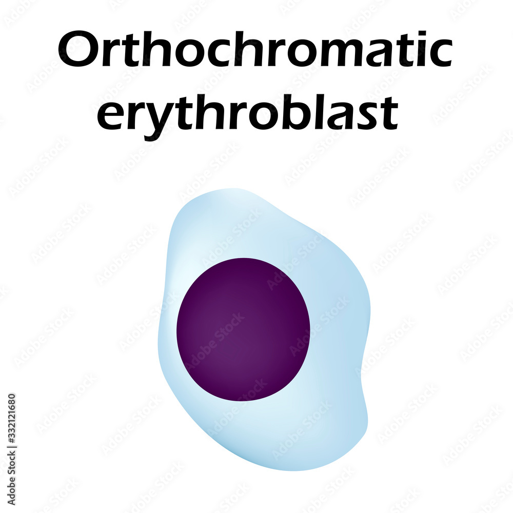 The structure of the erythrocyte. Erythrocyte blood cell. The structure ...