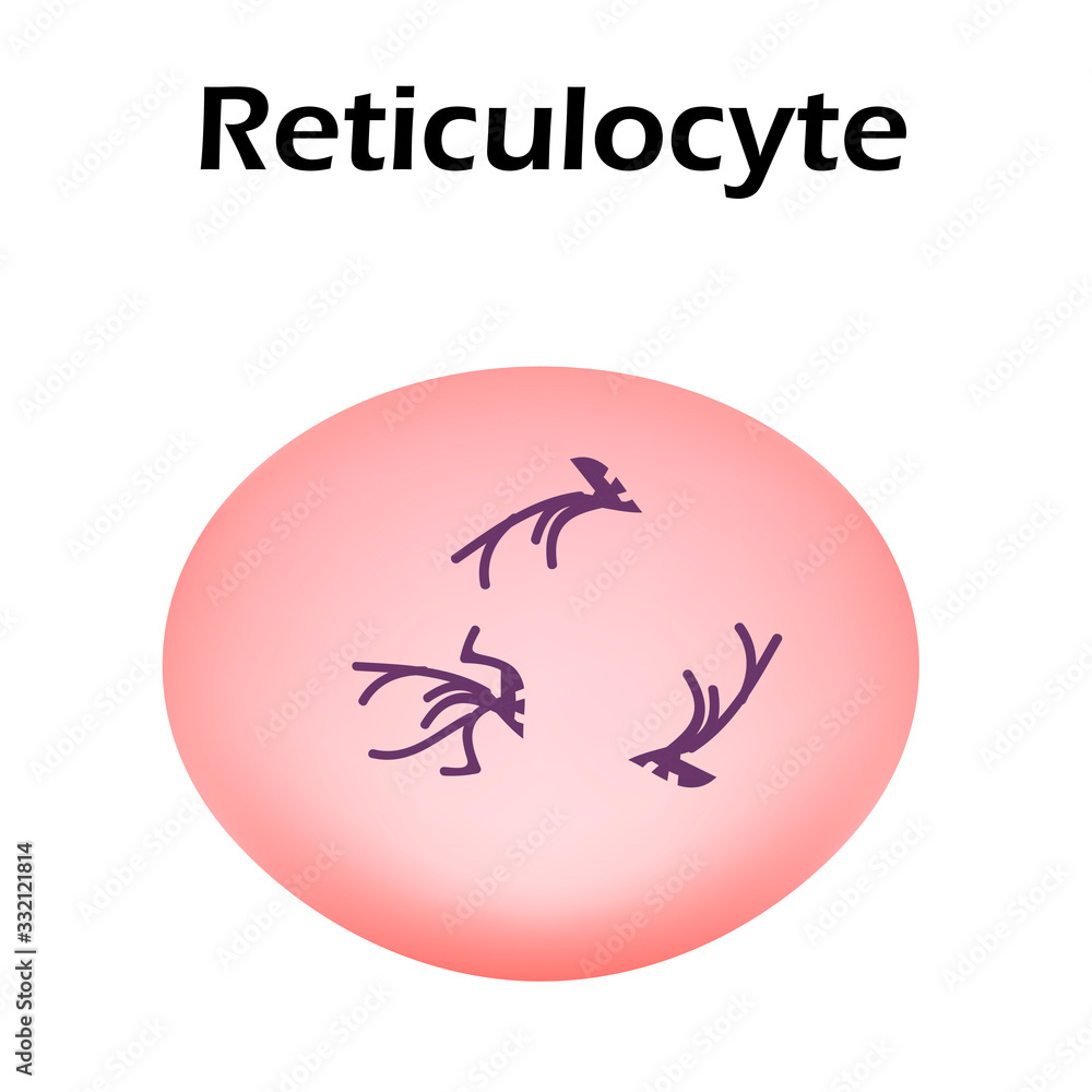 The structure of the erythrocyte. Erythrocyte blood cell. The structure ...