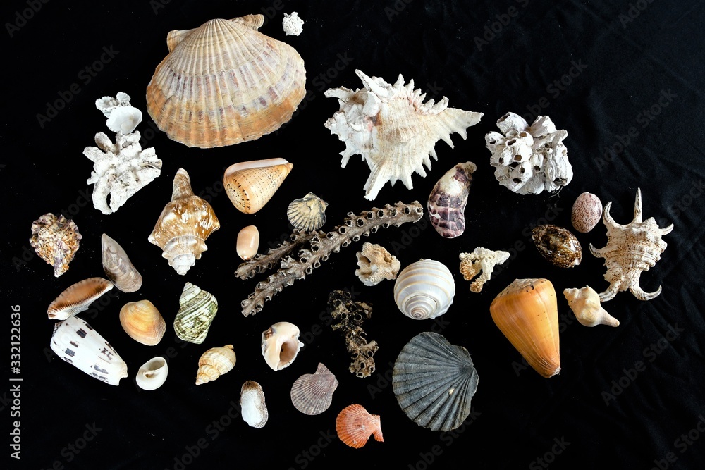 Essbar oder giftig ?- Eine Sammlung von schönen Muscheln und ...