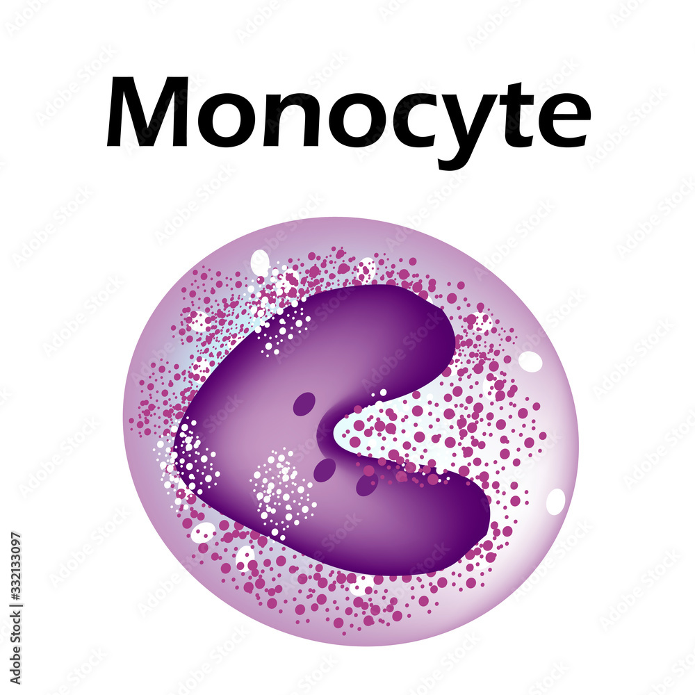 Vecteur Stock The structure of the monocyte. Monocytes blood cell ...
