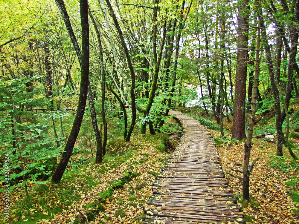 Flora and forest of Plitvice Lakes National Park or nacionalni park ...