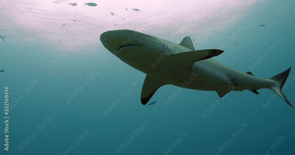 Grey sharks in the Pacific Ocean. Underwater life with sharks swimming ...