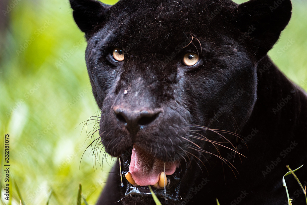 Black Jaguar Black Panther Pantera Negra On a Pintada Panthera