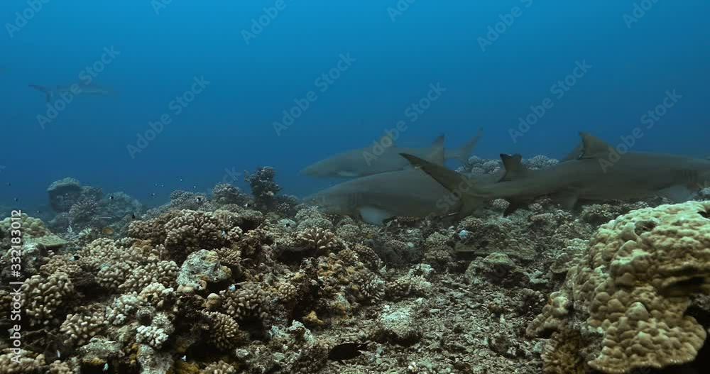 Lemon sharks and tropical fishes in the Pacific Ocean. Underwater life ...