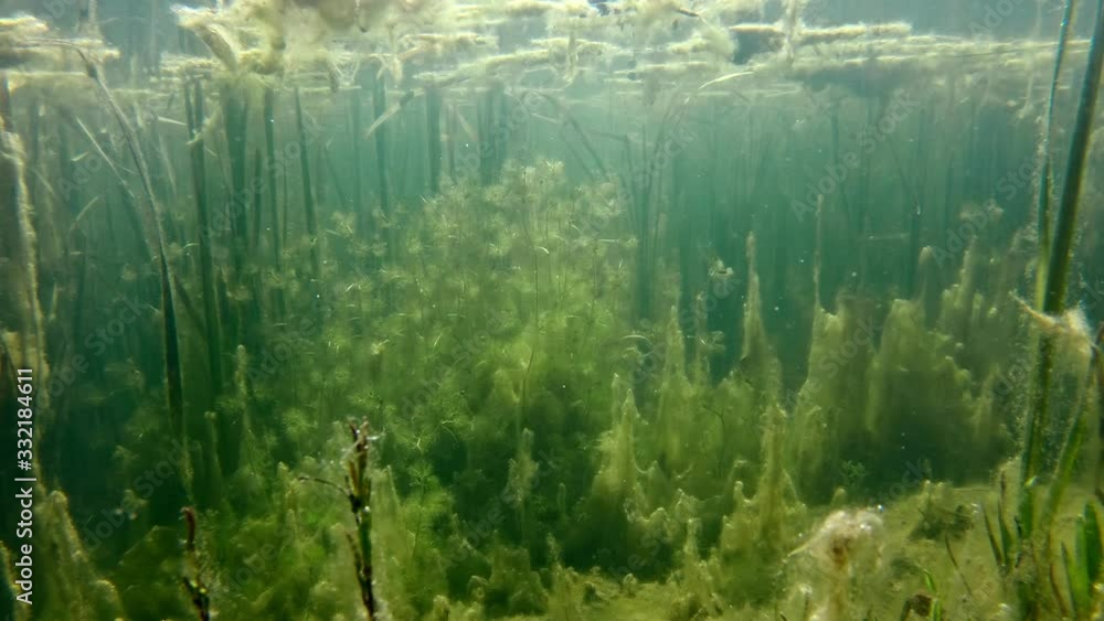 Shallow freshwater lake underwater environment with plants and algae ...