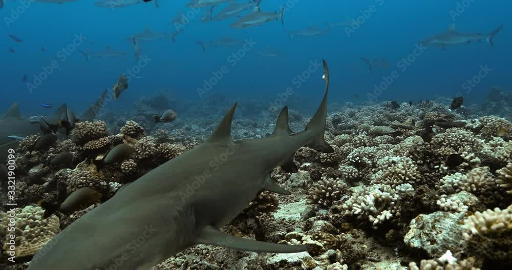 Lemon sharks and fishes in the Pacific Ocean. Underwater life with ...